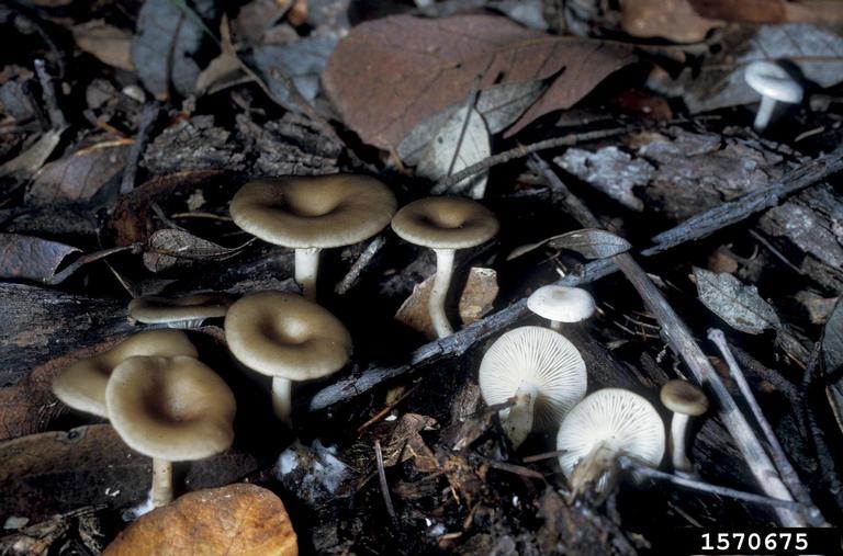 Clitocybe root diseases (Genus Clitocybe)