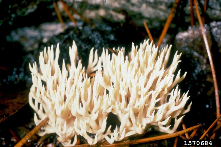 Lentinus mushrooms (Genus Lentinus)