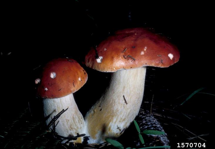 Boletus mushroom, Boletus spp. (Boletales: Boletaceae) - 1570704