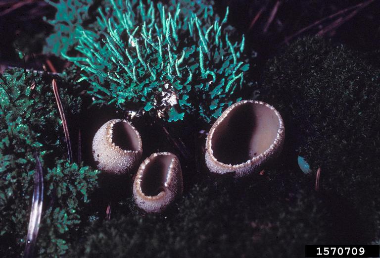 cup mushroom, Tarzetta spp. (Pezizales: Pyronemataceae) - 1570709