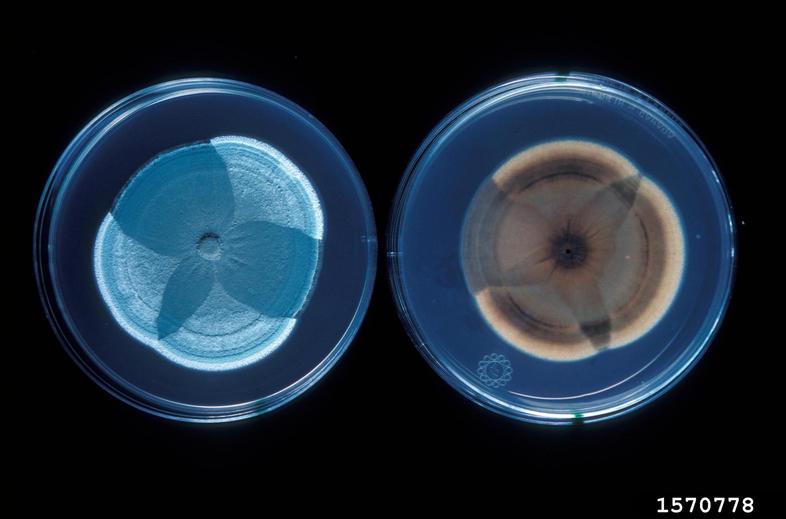blue mold (Penicillium italicum Wehmer)
