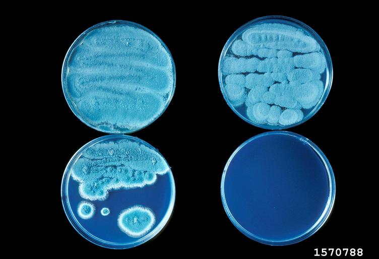 blue mold (Penicillium italicum)