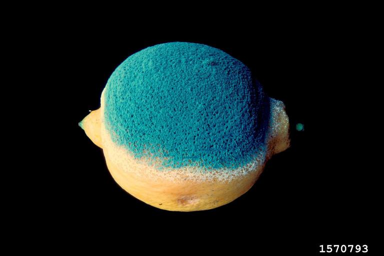 blue mold (Penicillium italicum Wehmer)