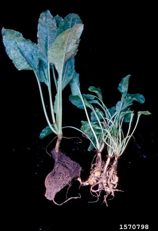 sugar beet cyst nematode (Heterodera schachtii)