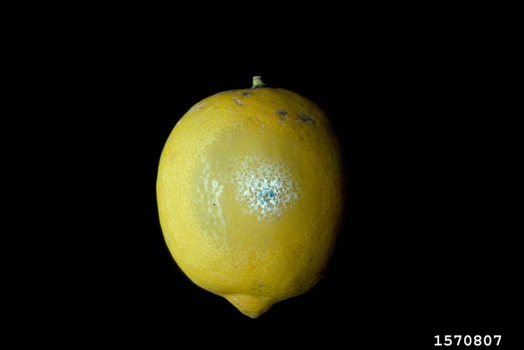 blue mold (Penicillium italicum Wehmer)
