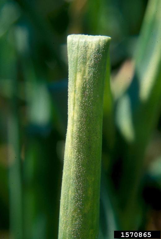 downy mildew (Peronospora destructor)