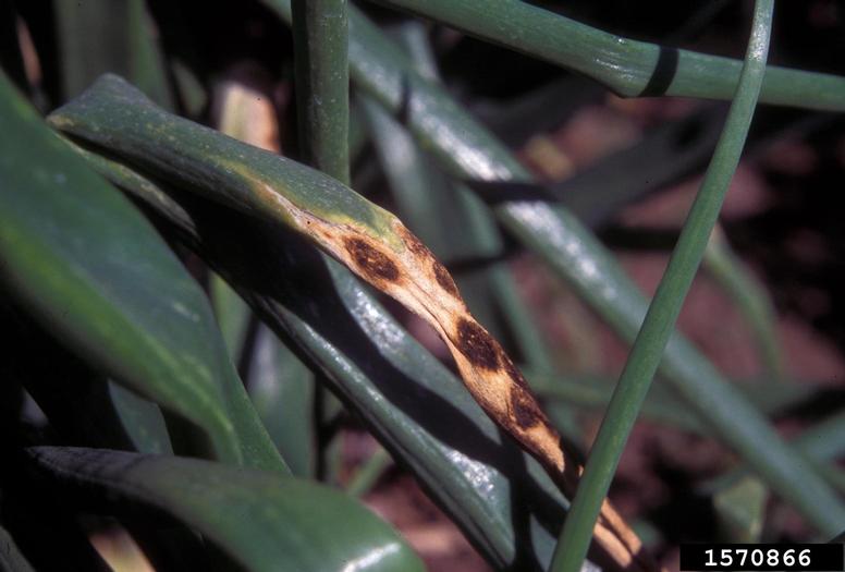 Stemphylium leaf blight and stalk rot (Stemphylium vesicarium (Wallr ...