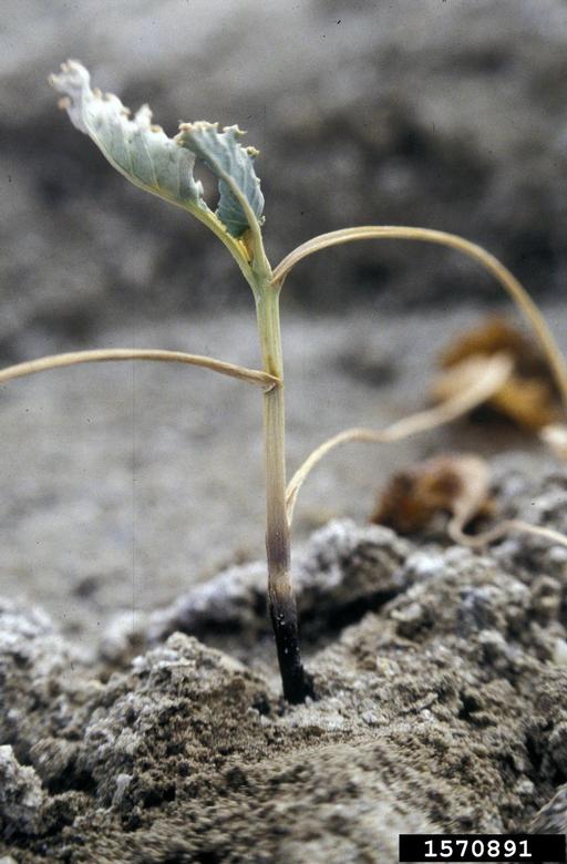 Alternaria black molds / stem cankers (Genus Alternaria)