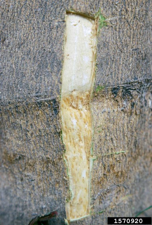 cachexia on lemon (Citrus x limon ) - 1570920