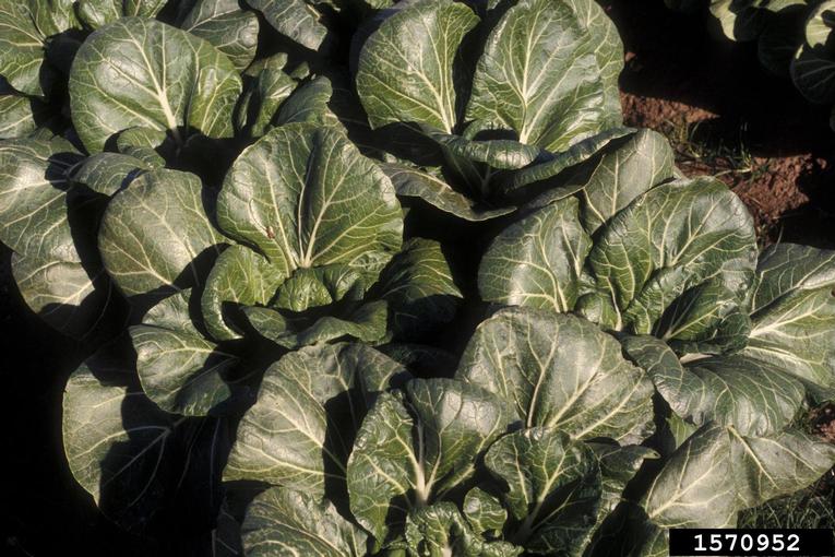 pak choi (Brassica chinensis)