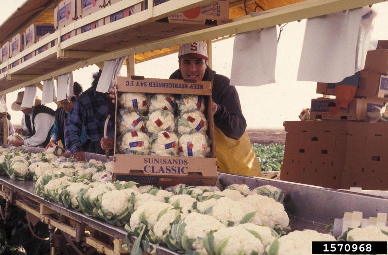 cauliflower (Brassica oleracea var. botrytis L.)