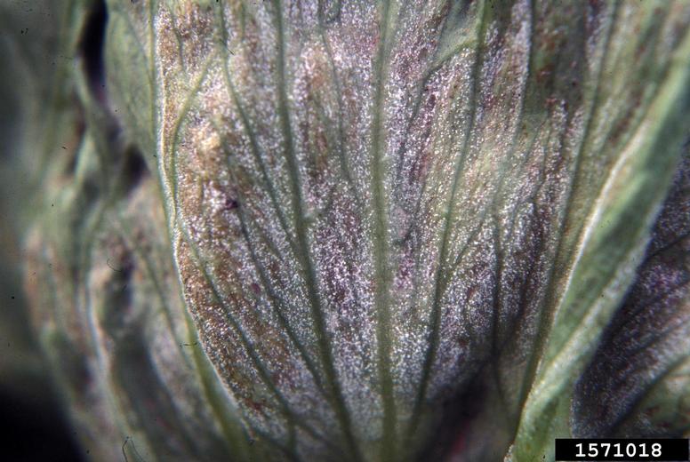 downy mildew (Bremia lactucae)