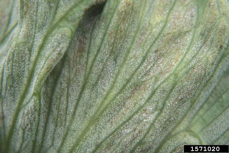 downy mildew (Bremia lactucae Regel)