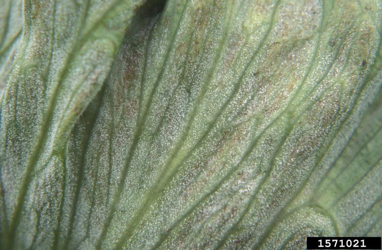 downy mildew (Bremia lactucae)