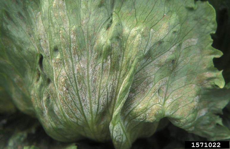 downy mildew (Bremia lactucae Regel)