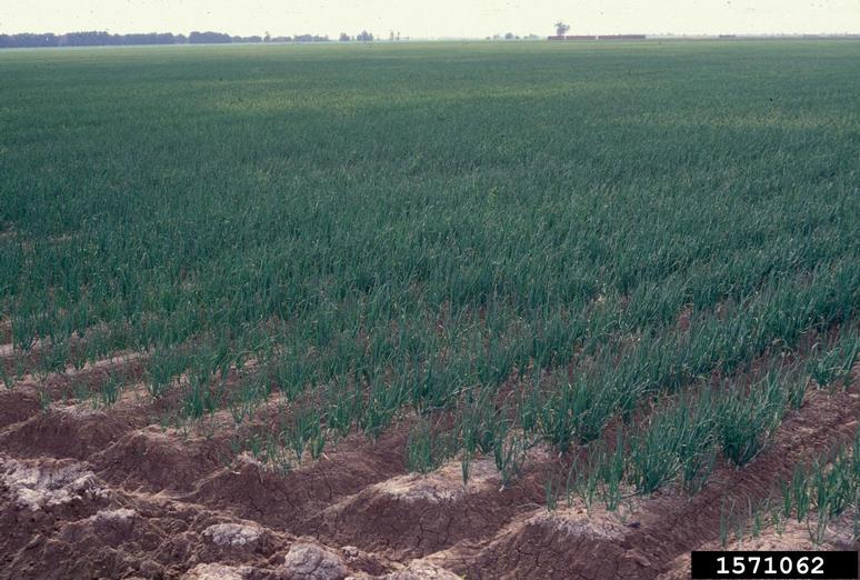 downy mildew (Peronospora destructor (Berk.) Casp. ex Berk.)