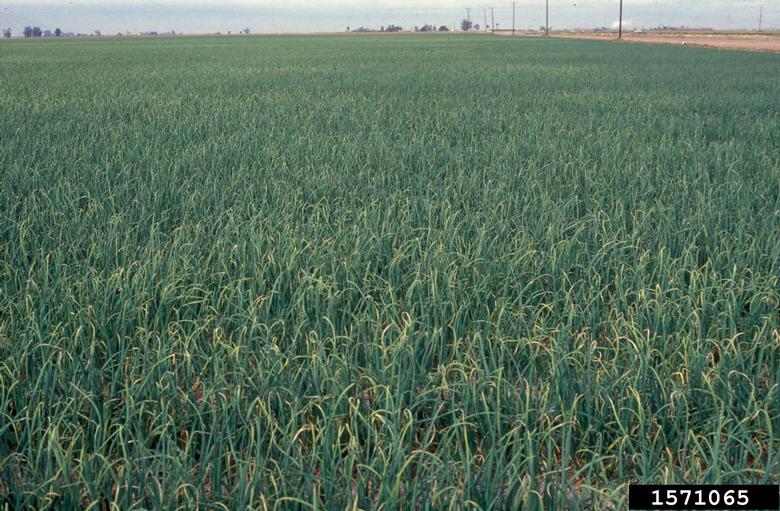 downy mildew (Peronospora destructor (Berk.) Casp. ex Berk.)