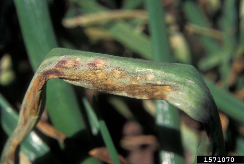 downy mildew (Peronospora destructor (Berk.) Casp. ex Berk.)