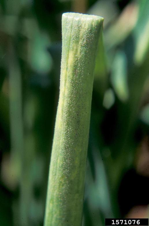 downy mildew (Peronospora destructor)