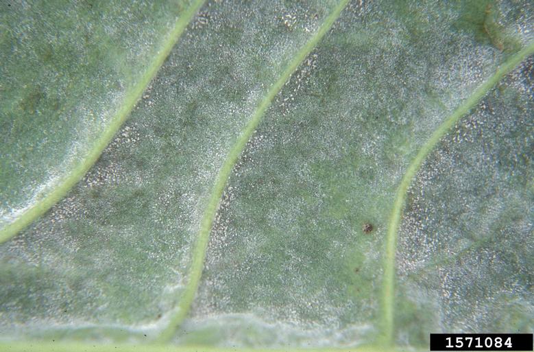 powdery mildew (Erysiphe betae (Vanha) Weltzien)
