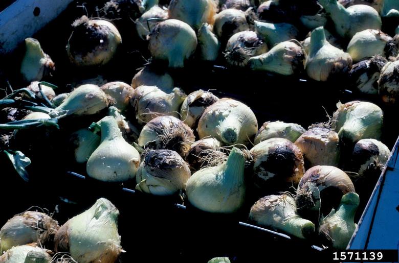 garden onion, Allium cepa (Asparagales: Amaryllidaceae) - 1571139