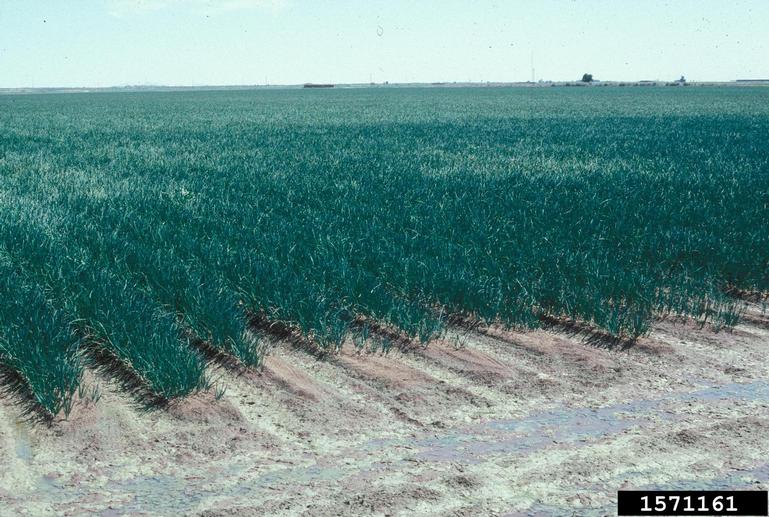 downy mildew (Peronospora destructor (Berk.) Casp. ex Berk.)