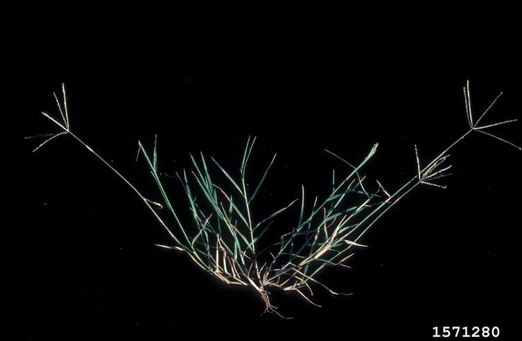 Bermudagrass (Genus Cynodon)