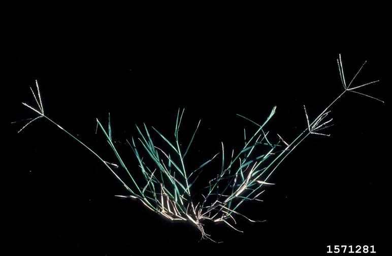 bermudagrass (Cynodon dactylon (L.) Pers)