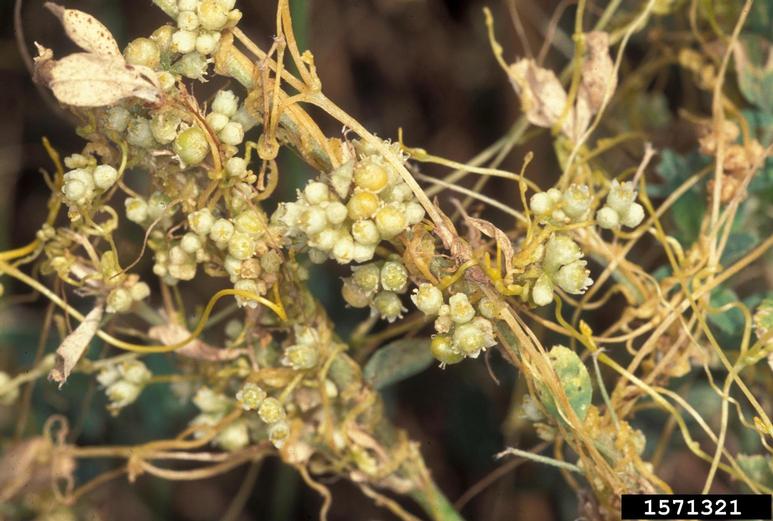 dodder (Genus Cuscuta)