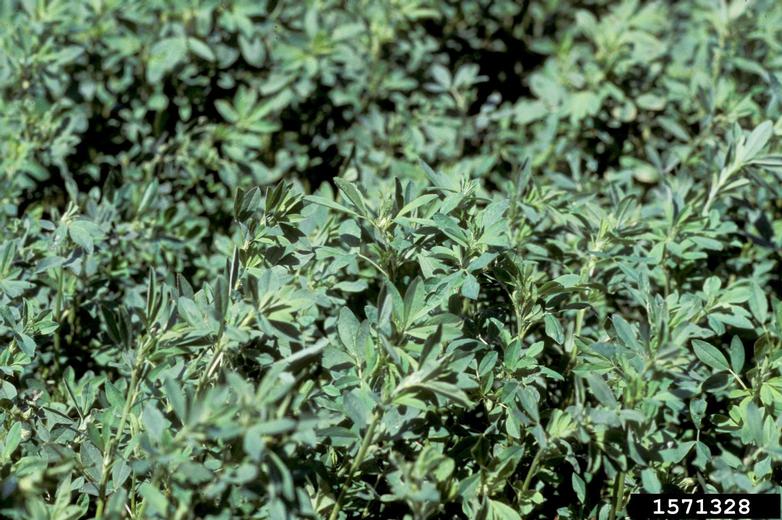 alfalfa (Medicago sativa L.)
