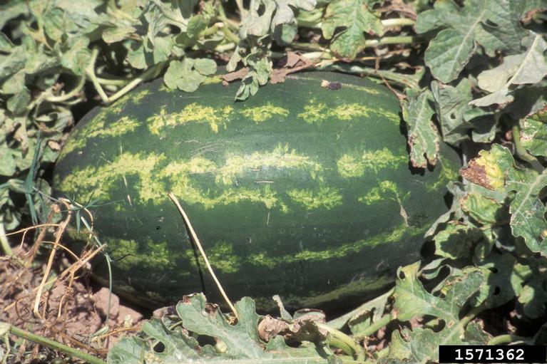 watermelon (Citrullus lanatus (Thunb.) Matsum. & Nakai)