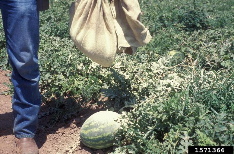 watermelon (Citrullus lanatus)