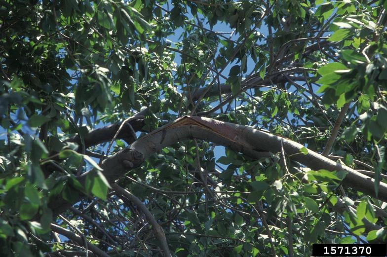 wind on ash (Fraxinus spp. ) - 1571370
