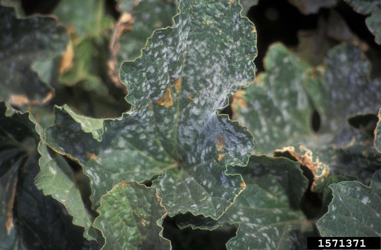 powdery mildew (Podosphaera xanthii)