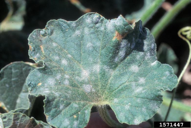 powdery mildew (Podosphaera xanthii (Castagne) U. Braun & Shishkoff)