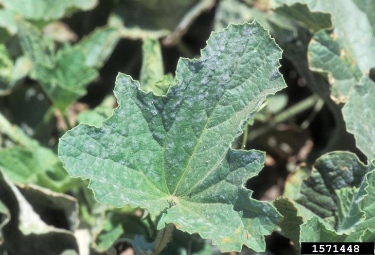 powdery mildew (Podosphaera xanthii (Castagne) U. Braun & Shishkoff)