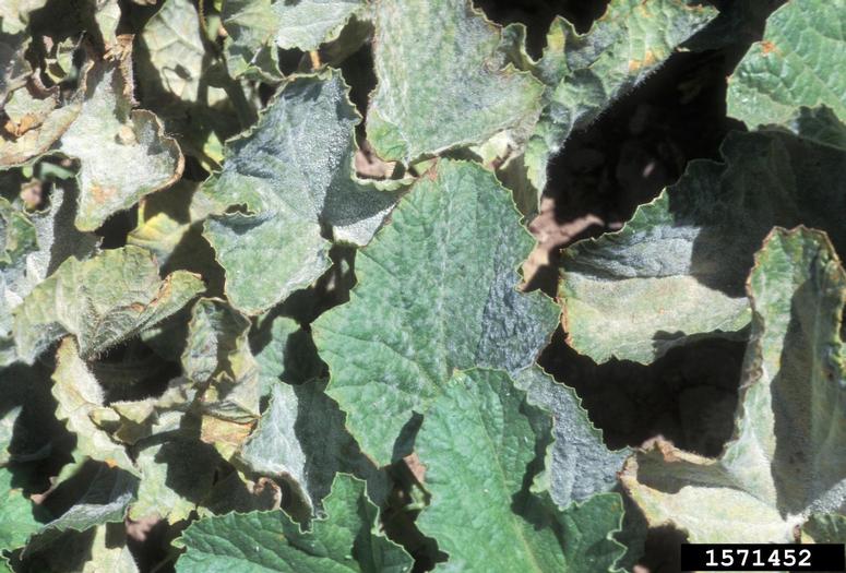 powdery mildew (Podosphaera xanthii)