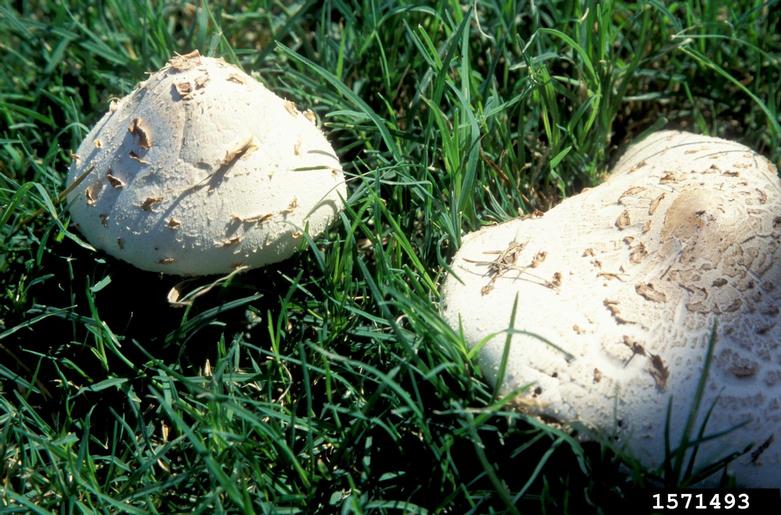 false parasol or green-spored parasol (Chlorophyllum molybdites (G. Mey ...
