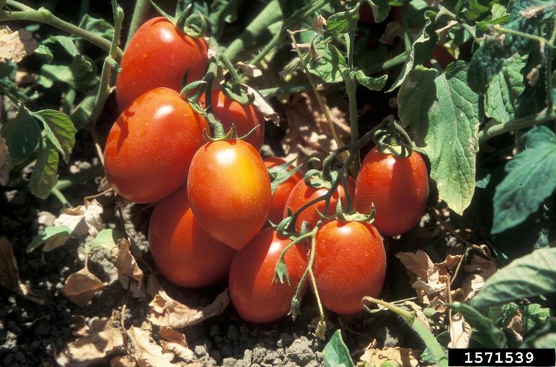 garden tomato (Solanum lycopersicum)