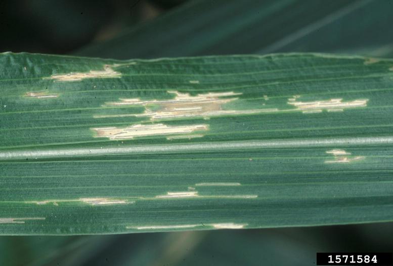 Pantoea rot and blight (Pantoea ananatis pv. ananatis)