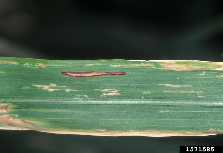 Pantoea rot and blight (Pantoea ananatis pv. ananatis)