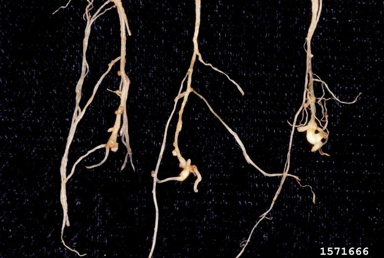 needle nematode (Longidorus africanus)