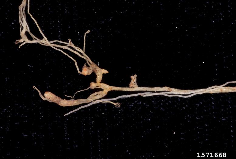 needle nematode (Longidorus africanus)