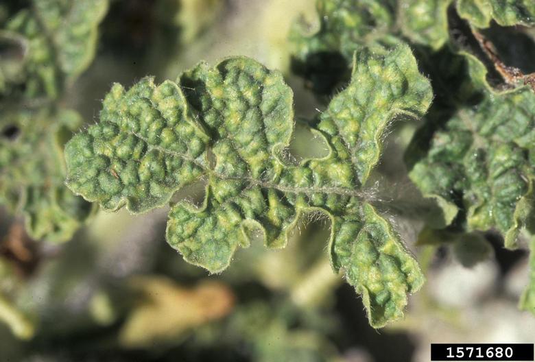 unknown virus on watermelon (Citrullus lanatus var. lanatus) - 1571680