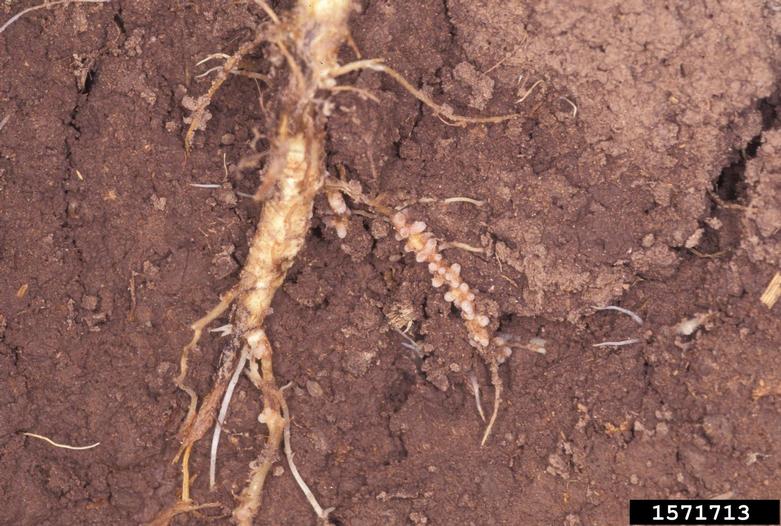 Rhizobium bacteria (Genus Rhizobium)