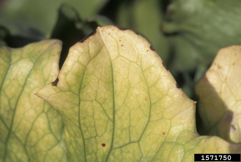 Lettuce Chlorosis Virus (Crinivirus Lettuce Chlorosis Virus (LCV))