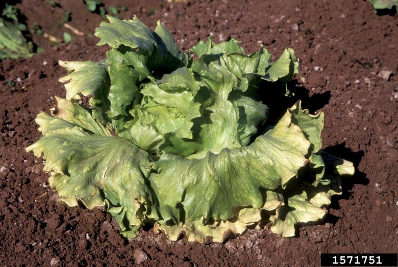 Lettuce Chlorosis Virus (LCV) (Crinivirus Lettuce Chlorosis Virus)