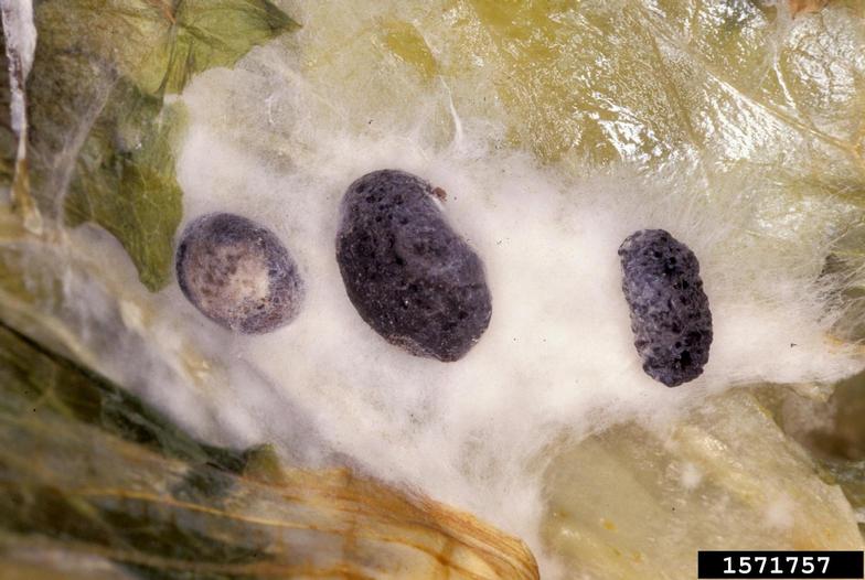 Sclerotinia timber rot (Sclerotinia sclerotiorum (Lib.) de Bary)