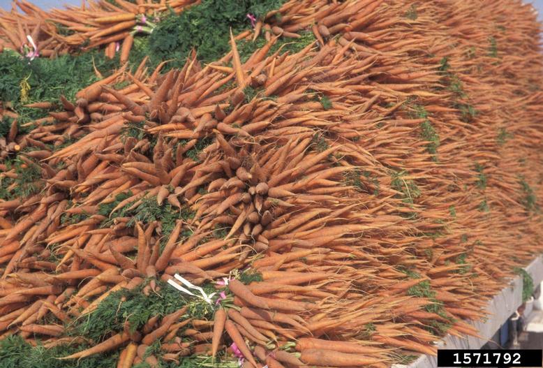 carrot (Daucus carota ssp. sativus)