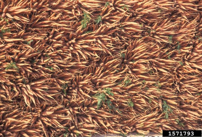 carrot (Daucus carota ssp. sativus)